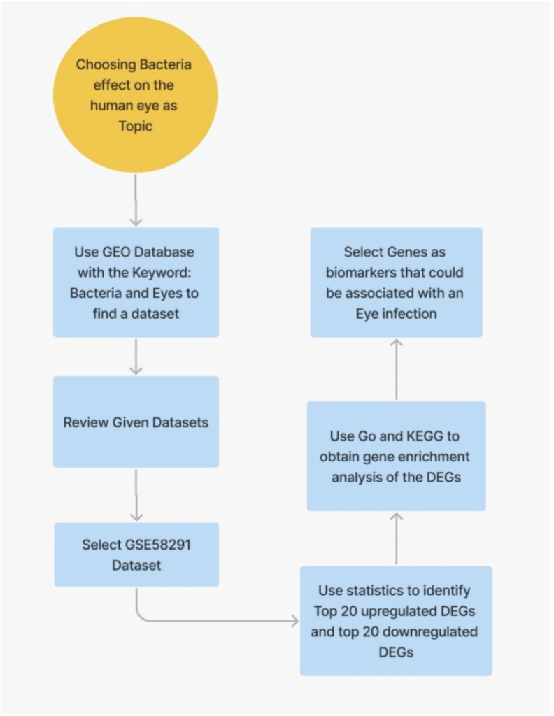 Using Bioinformatics to Study the Change in Gene Expression During Eye ...