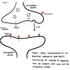 The Role Of The Dopamine Transporter Gene In Dopamine Dysregulation In ...